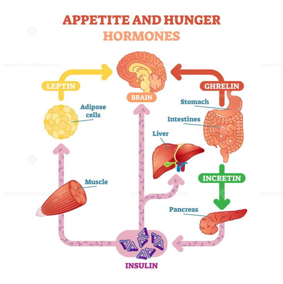 Leptin hormone role in schematic vector illustration diagram – VectorMine