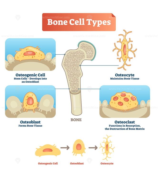 Spongy vs compact bone comparison with anatomical structure outline ...