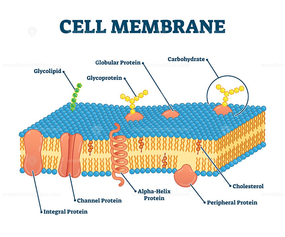 Cell Membrane Not Labeled