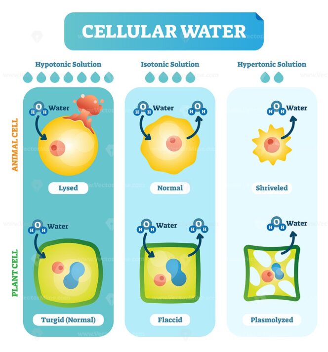 Water in human body by age as percentage comparison in outline diagram ...