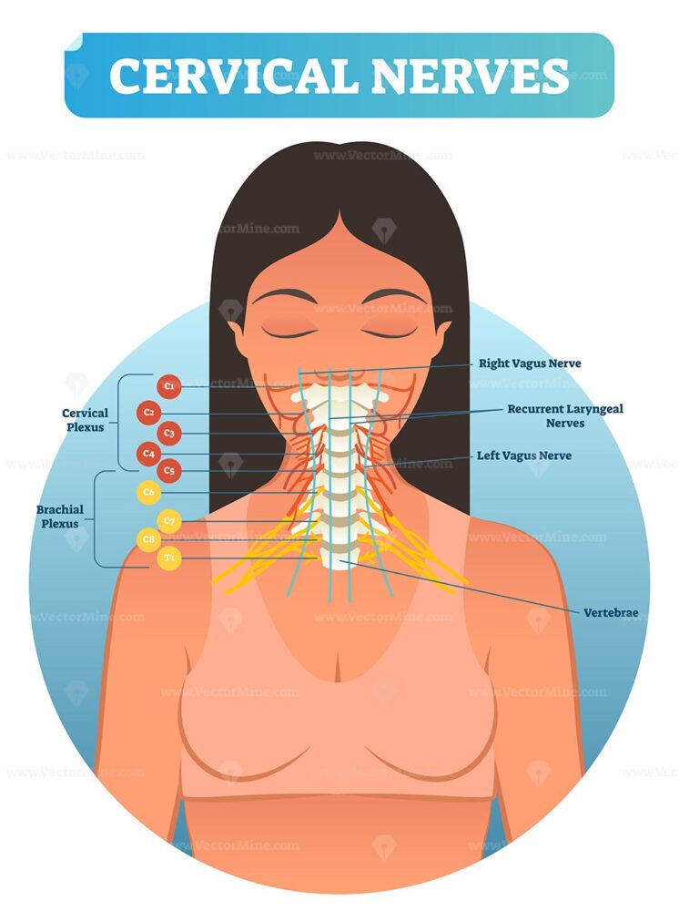 Brachial plexus network of nerves in the shoulder structure outline diagram – VectorMine
