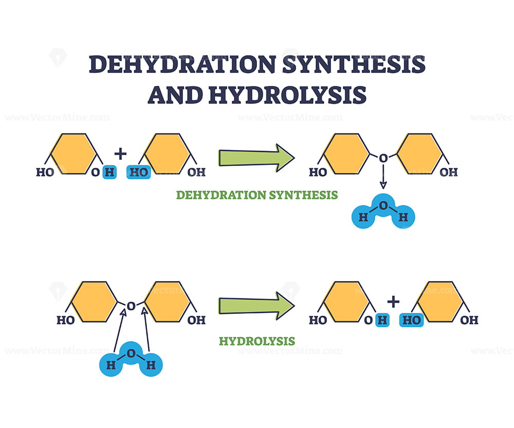 Dehydration Synthesis Dehydration Synthesis