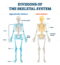 Divisions of appendicular and axial skeletal system labeled explanation ...