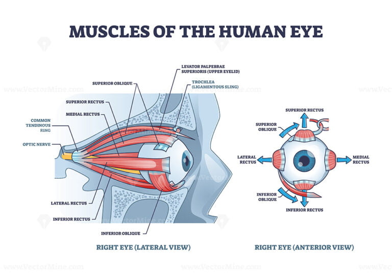 Levator palpebrae superioris muscle with eye structure outline diagram ...