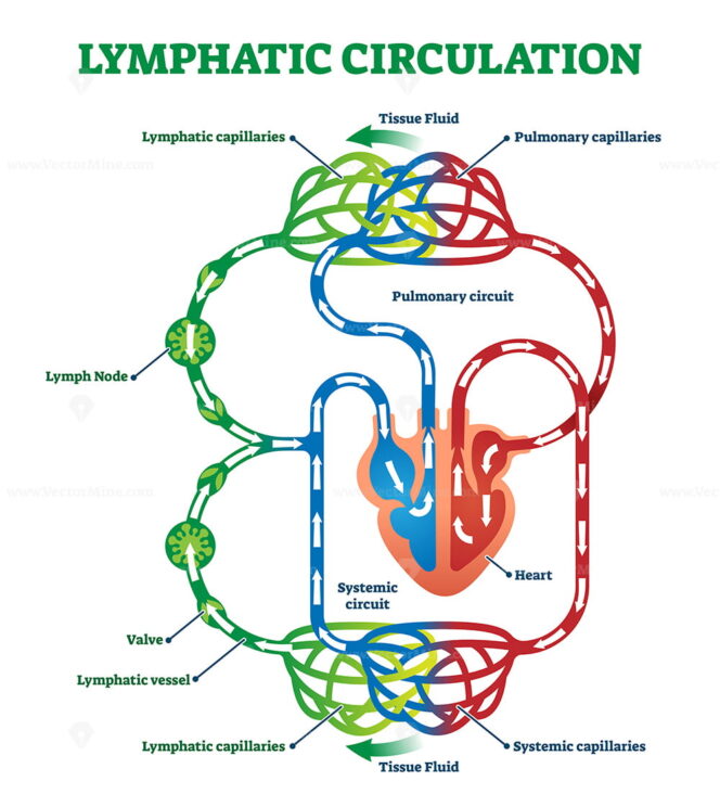 Lymphatic system anatomical vector illustration diagram – VectorMine