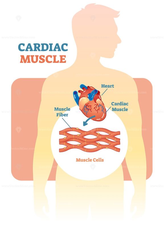 Cardiac muscle vector illustration diagram – VectorMine