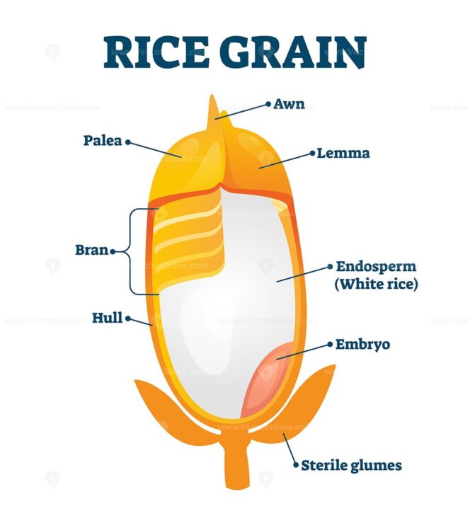 Grain anatomy worksheet vector illustration – VectorMine