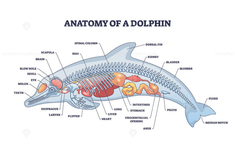 Salmon fish anatomy with inner structure and organ parts outline ...