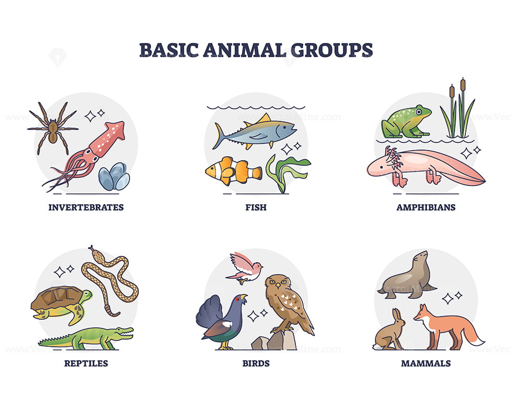 Basic Types Of Animals And Their Characteristics 43 OFF Basic Types Of Animals And Their Characteristics 43 OFF