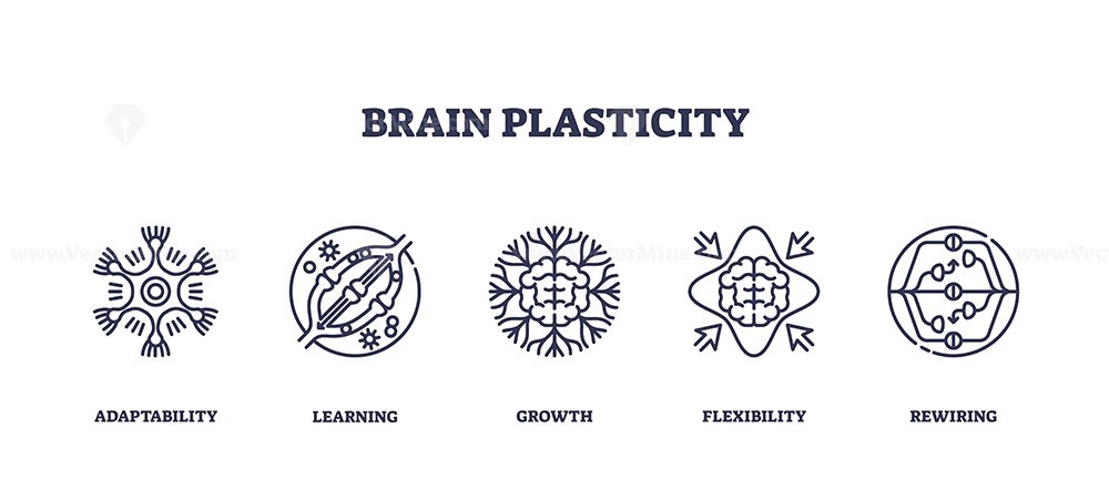 Brain plasticity shows adaptability, learning, and neural growth with ...