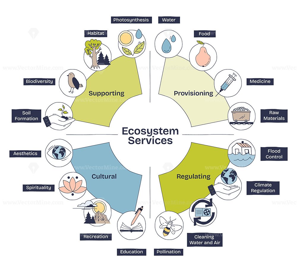 Ecosystem services diagram shows supporting, provisioning, regulating ...