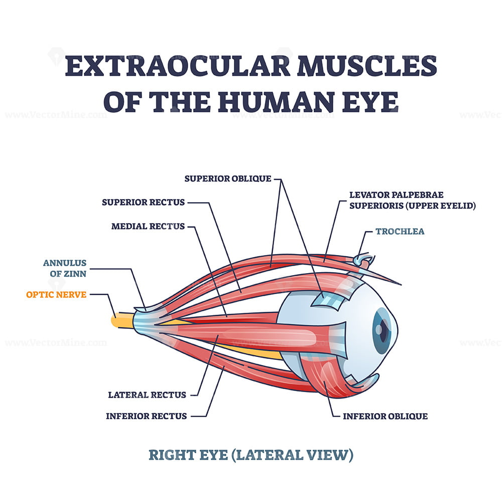 Extraocular Muscles Ubicaciondepersonas cdmx gob mx Extraocular Muscles Ubicaciondepersonas cdmx gob mx