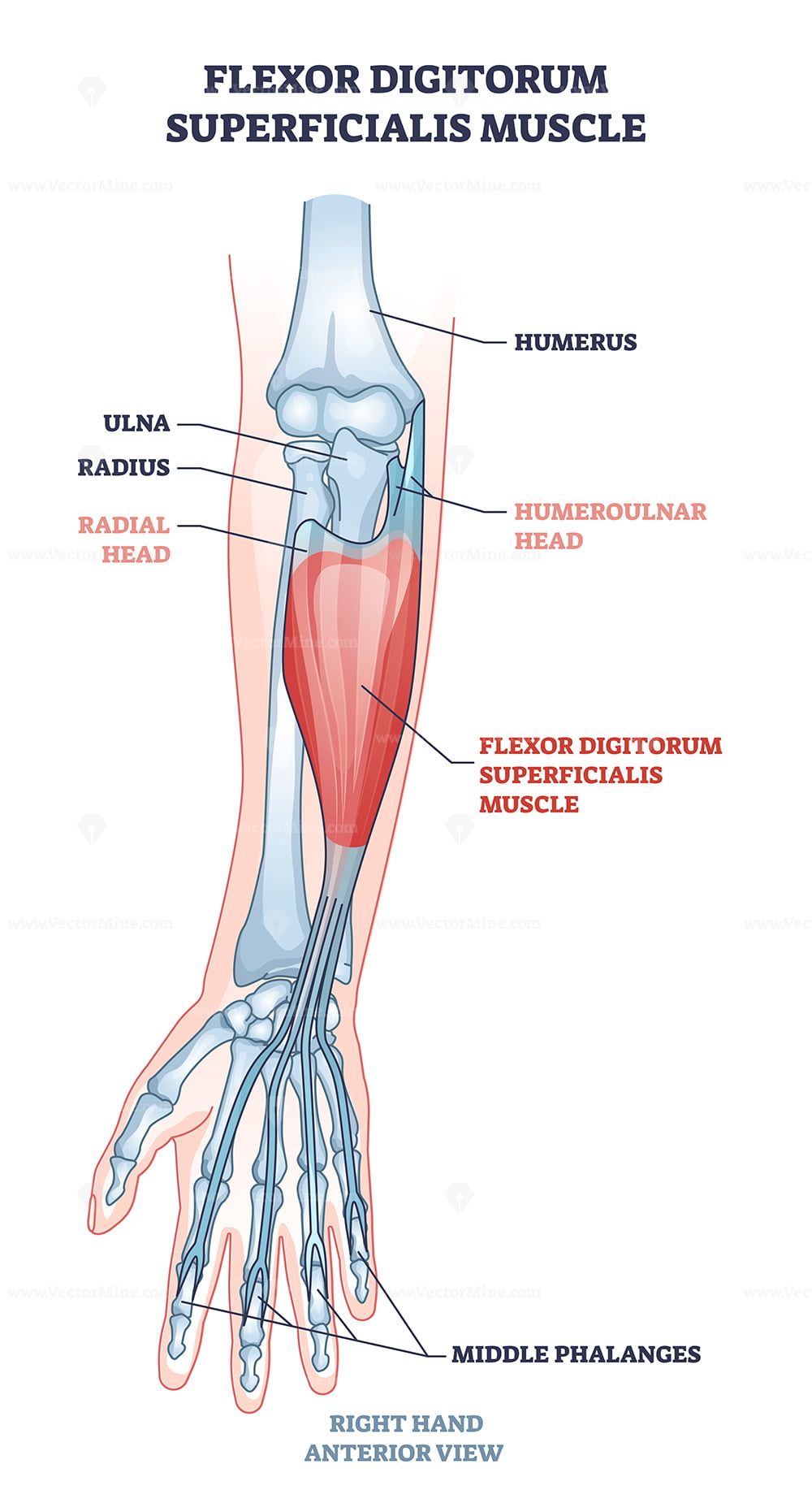 Flexor Digitorum Profundus Origin And Insertion Flexor Digitorum Profundus Origin And Insertion