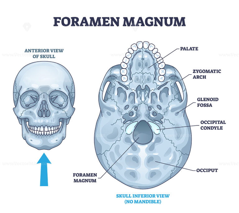 Maxilla bone detailed structure and facial skeleton anatomy outline ...