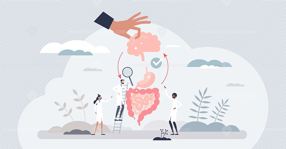 Gut brain axis and interaction with colon and brain organs outline ...