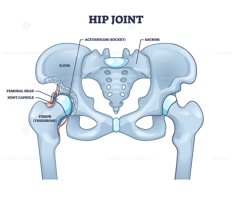 Glutes as gluteal body muscles for human buttocks strength outline ...