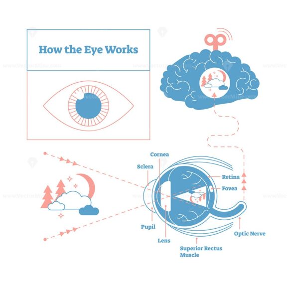 Parts of the eye, labeled vector illustration diagram – VectorMine