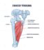 Inner thighs anatomy diagram highlights muscles and bones. Key elements ...