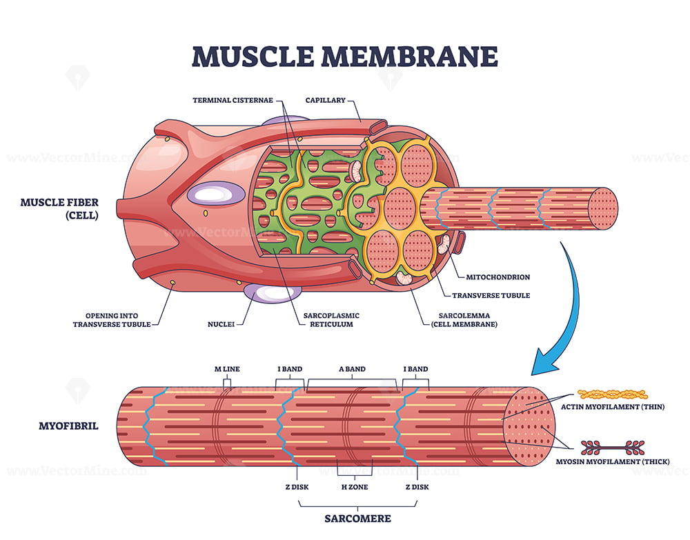 Skeletal Muscle Cell Model Labeled Skeletal Muscle Cell Model Labeled