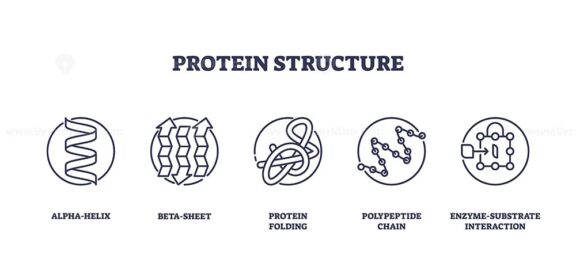 Protein structure prediction icons show protein folding, alpha helix ...