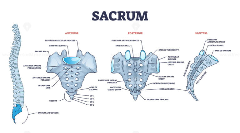 Sacrum as spinal bone structure anatomical description outline diagram ...