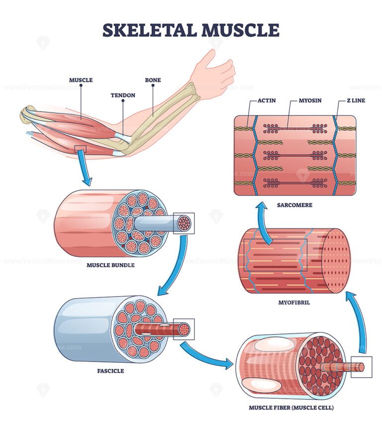 Cellular physiology of muscle cells with closeup structure outline ...