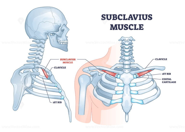 Cisterna chyli location and dilated sac anatomy description outline diagram – VectorMine