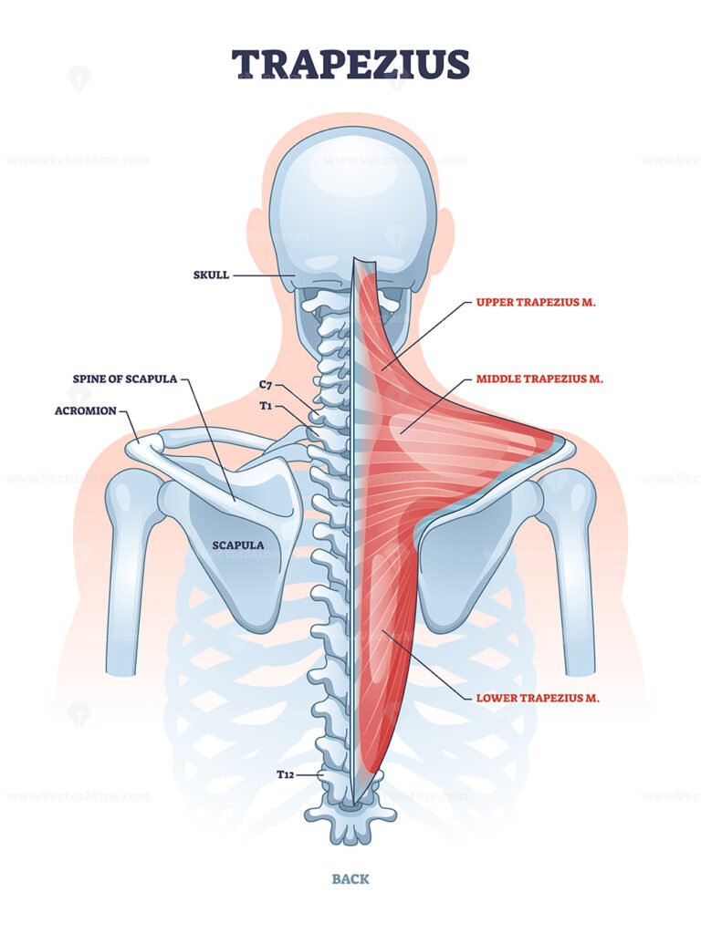 Scalene muscle structure with anatomical location on neck outline ...