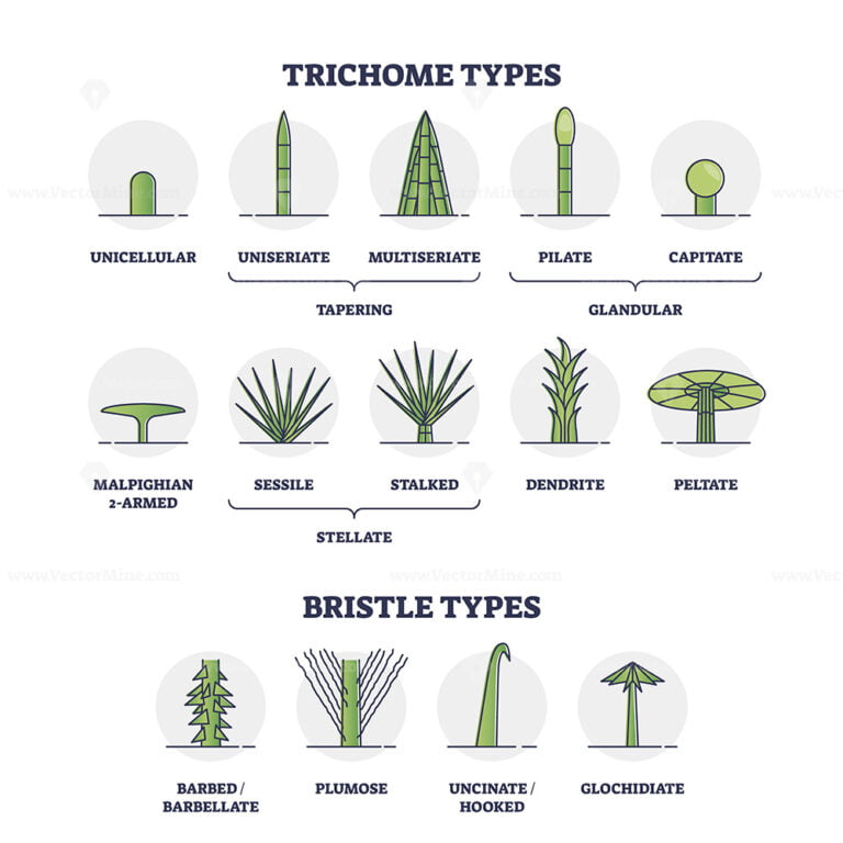 Anatomy of trichome with biological model structure closeup outline ...